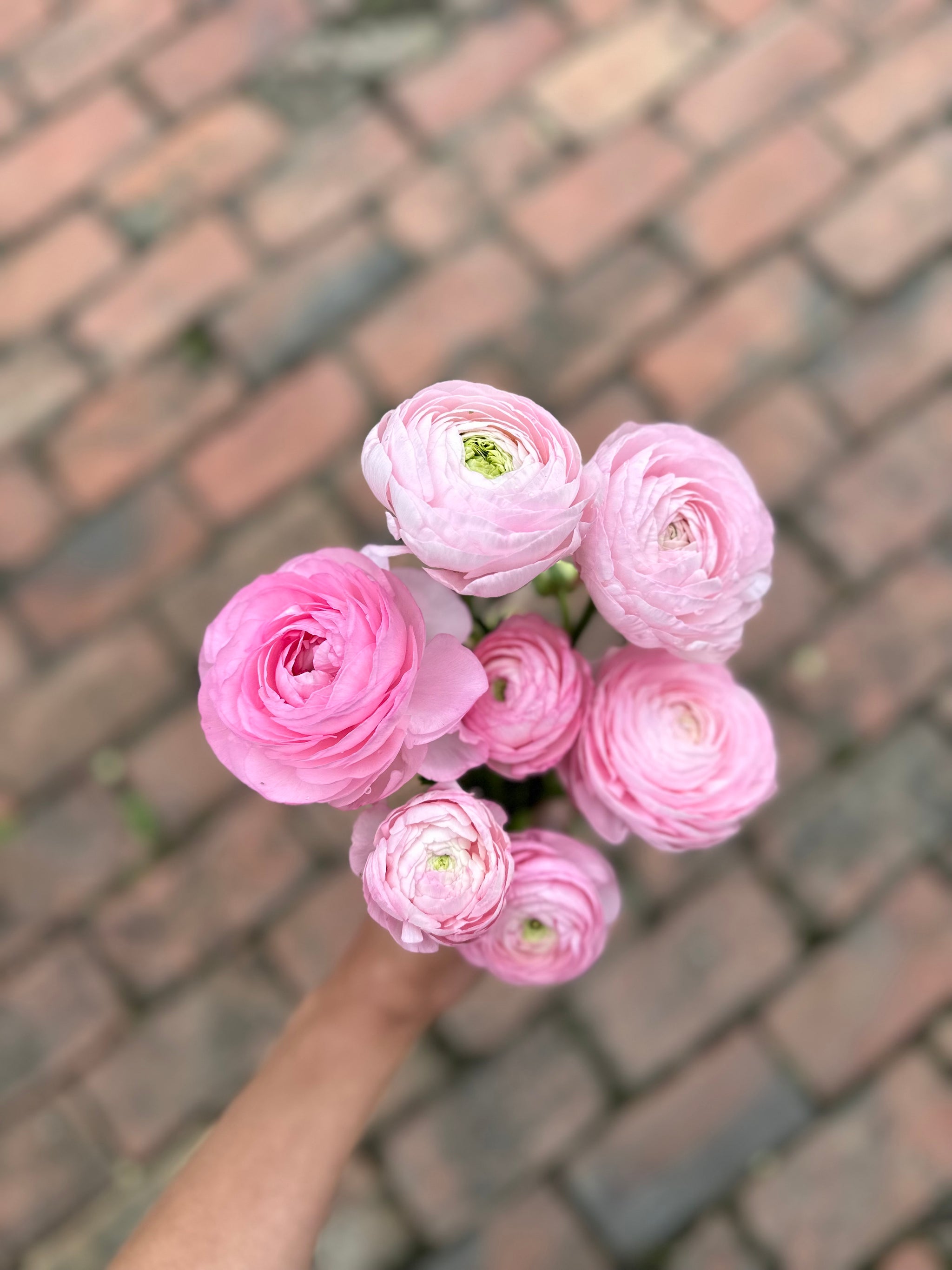 Cut Flower Ranunculus Italian Rosa Chiaro Seedling Pack