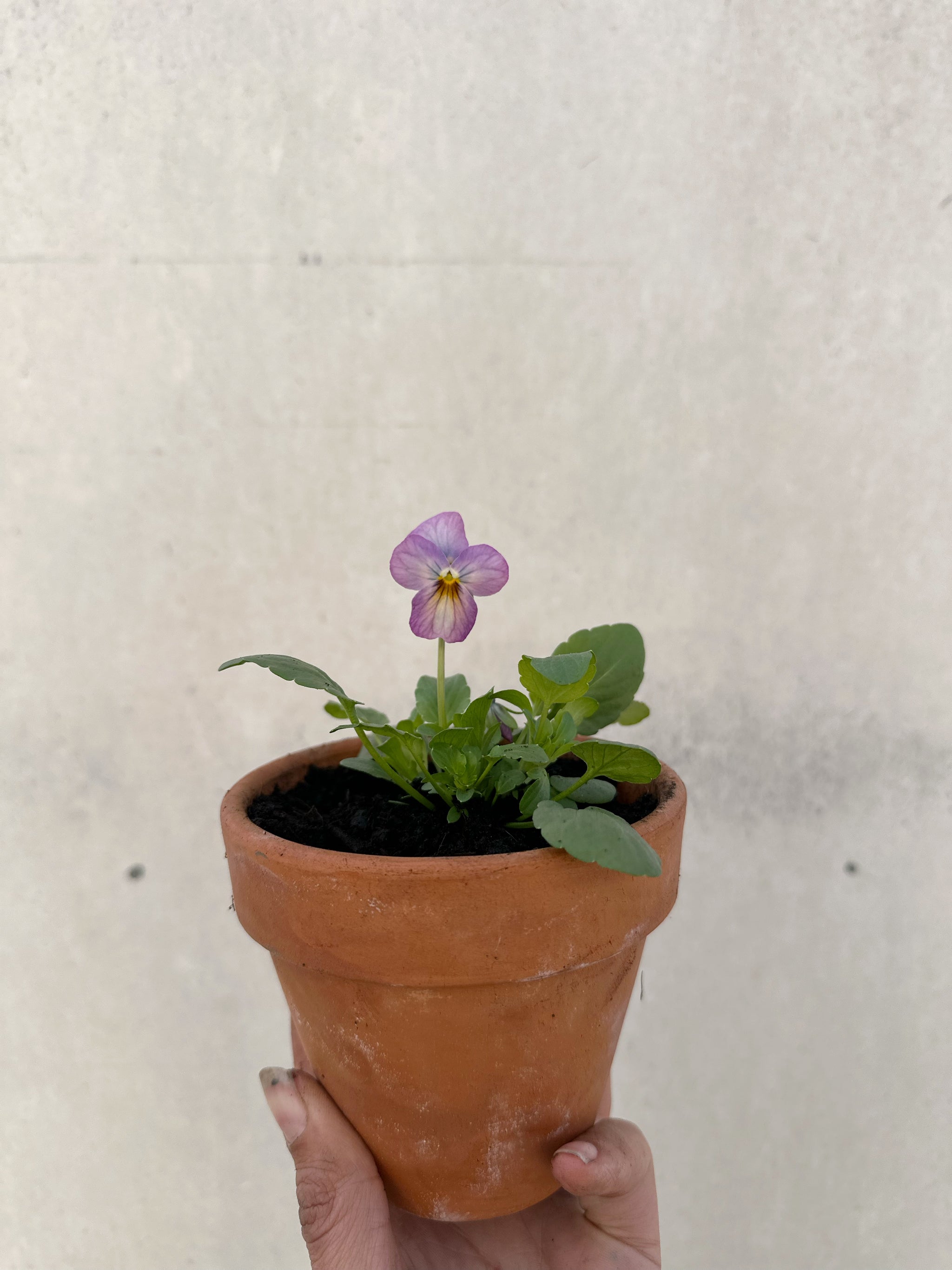 Viola Gem Antique Pink & Apricot Seedling Pack