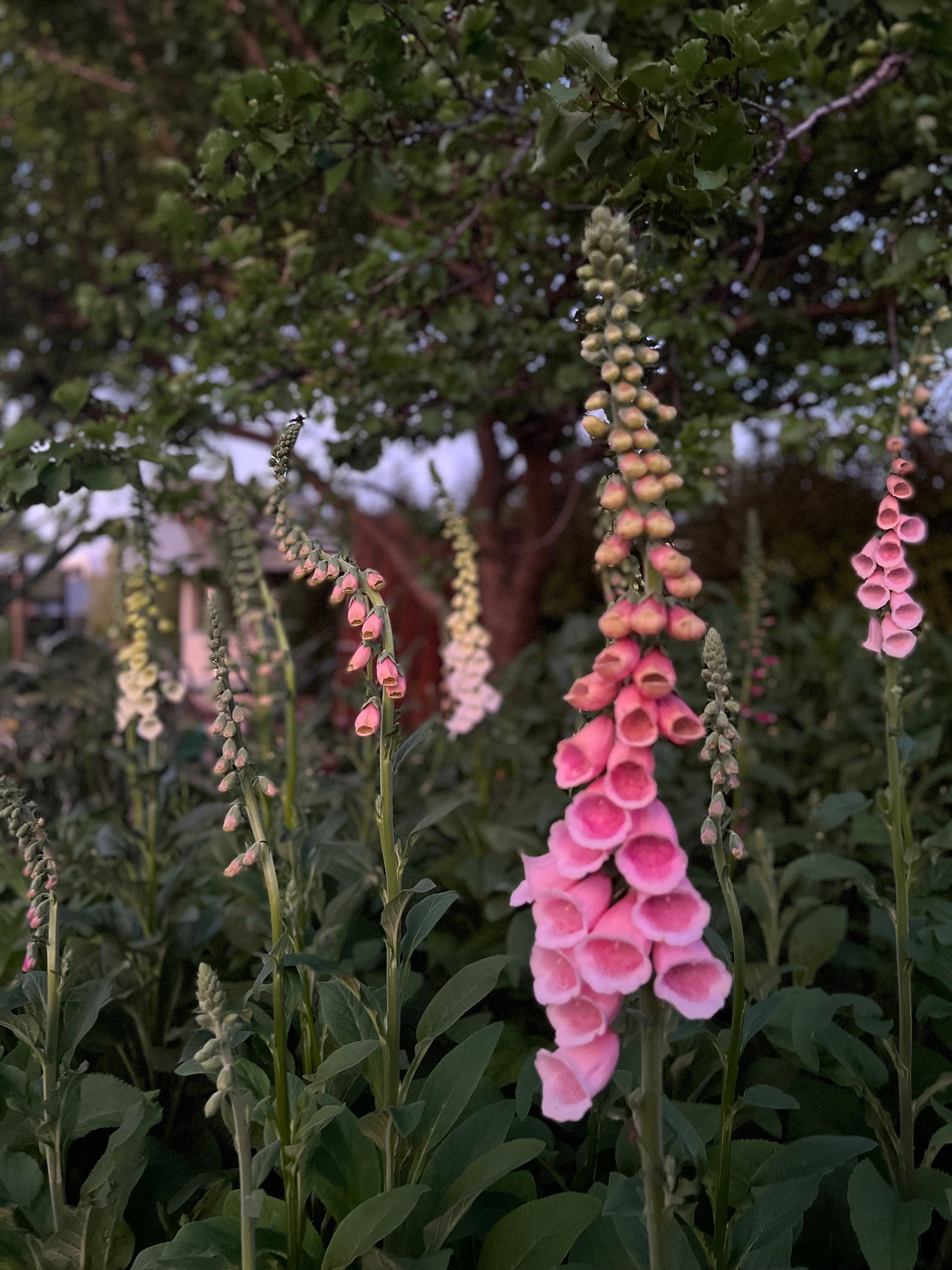 Cut Flower Foxglove Fairy Mix Seedling Pack