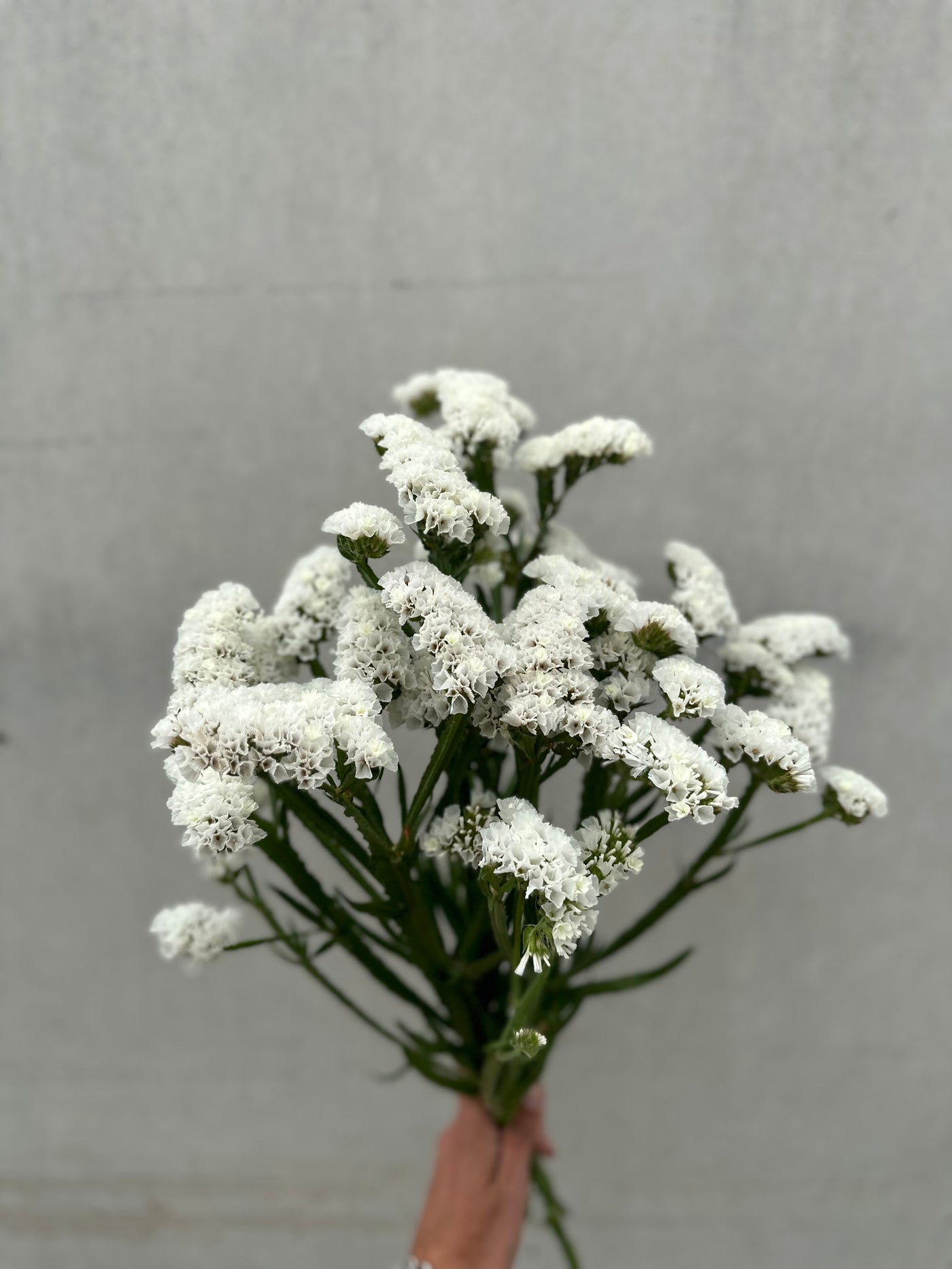 Cut Flower Statice Seedling Pack