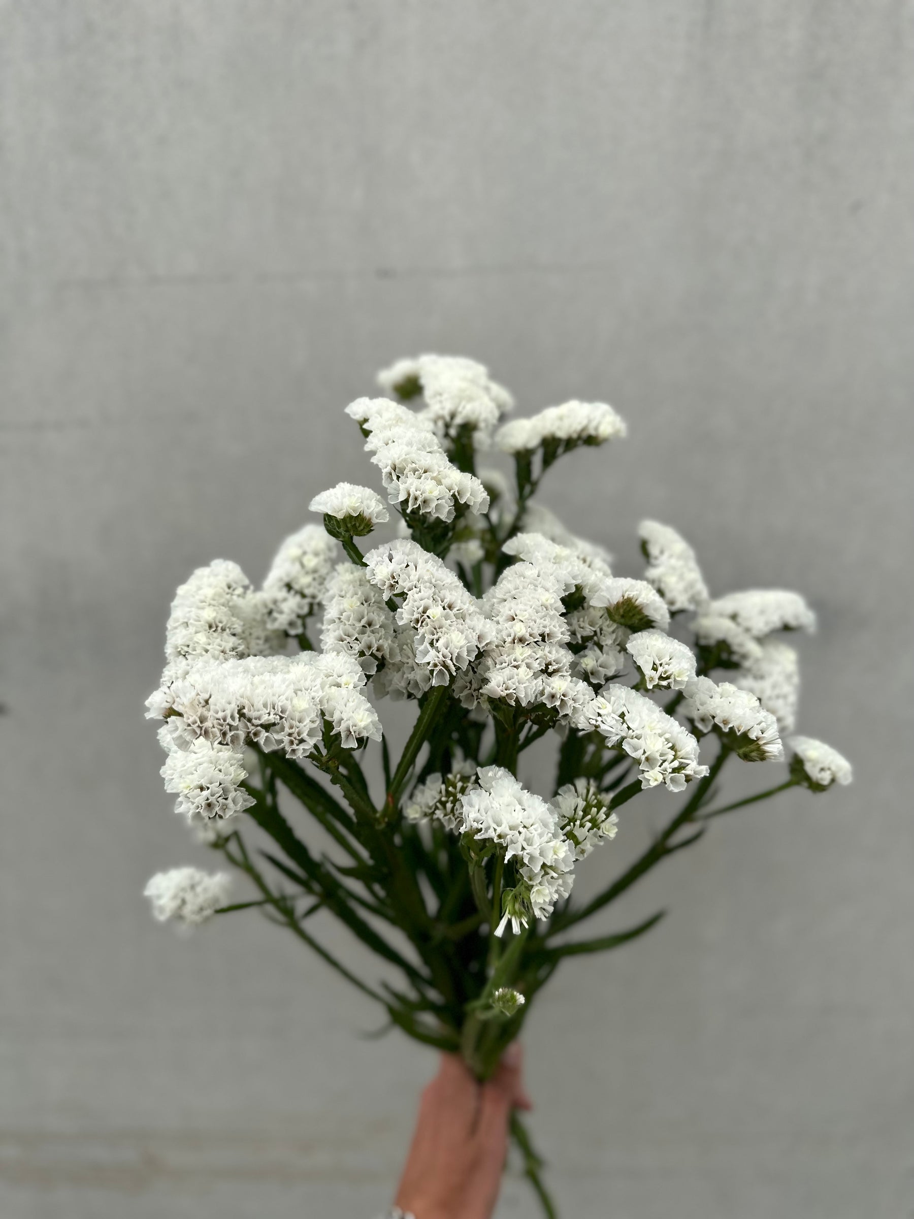 Cut Flower Statice Seedling Pack