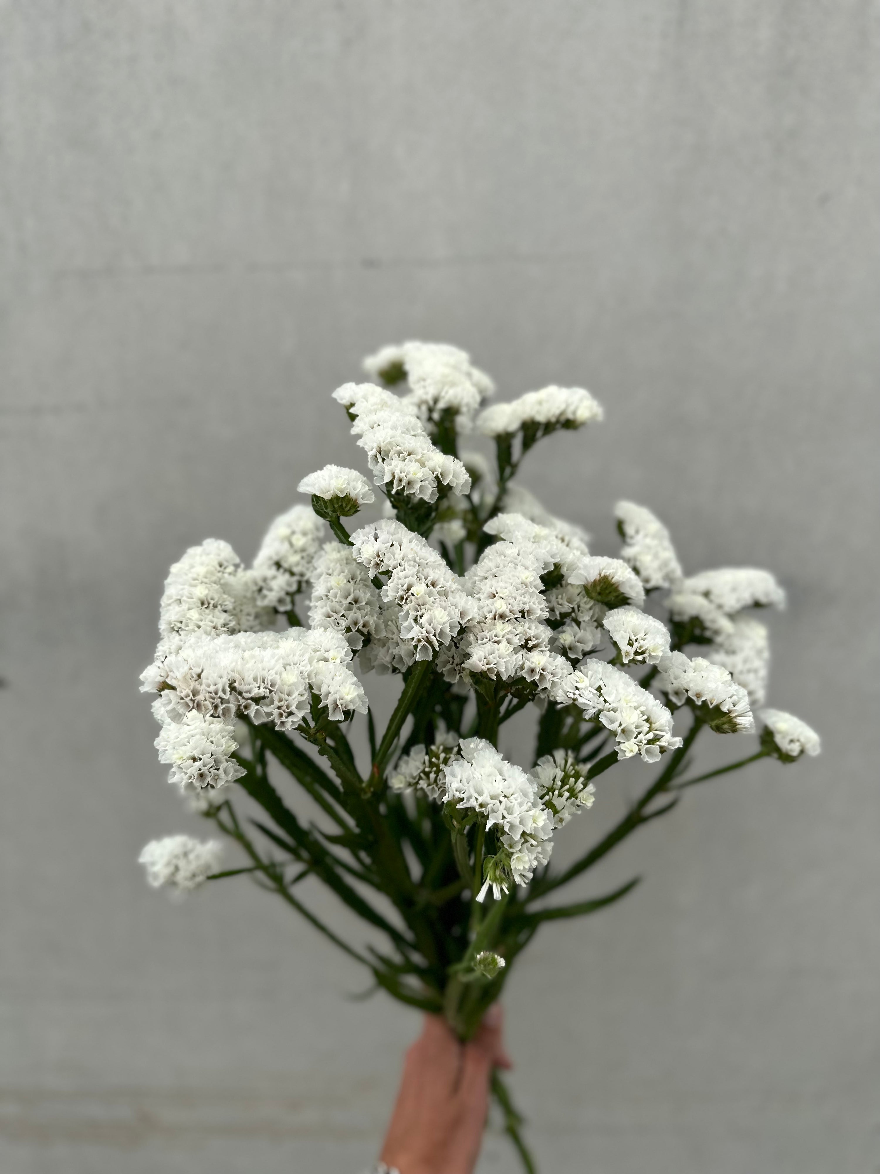 Cut Flower Statice Seedling Pack