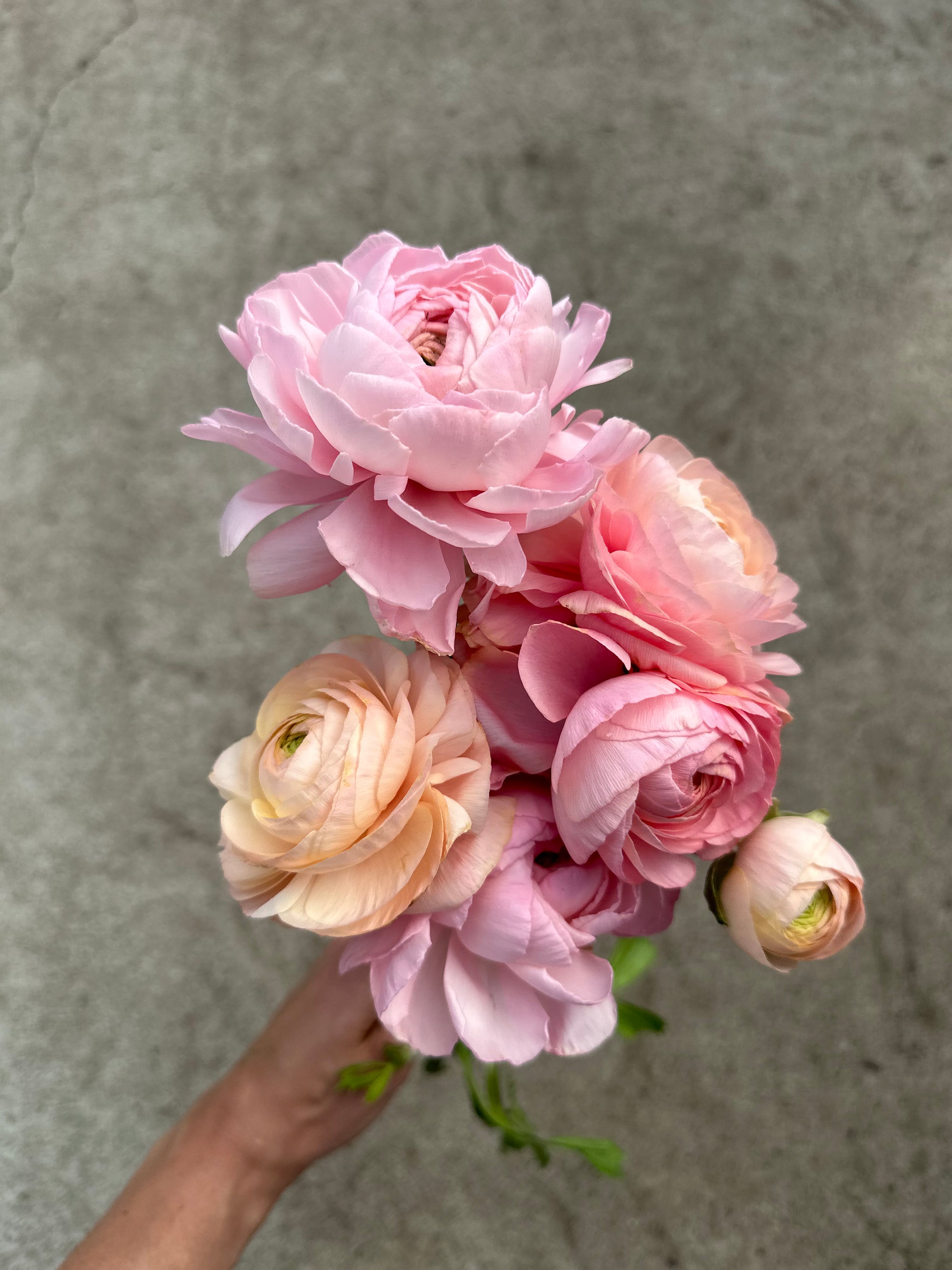 Cut Flower Ranunculus Italian Pastello Seedling Pack