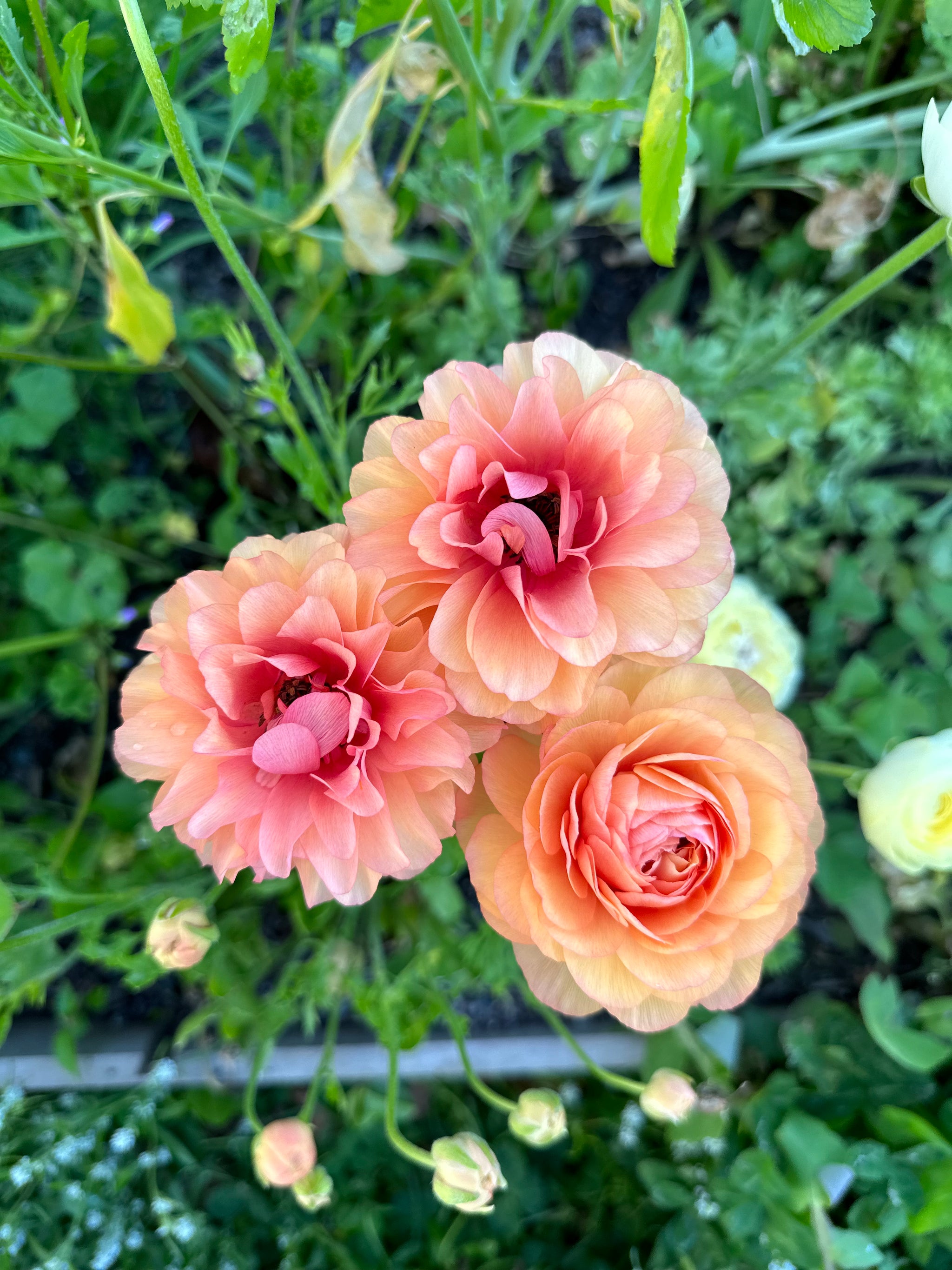 Cut Flower Ranunculus French Amandine Salmon Seedling Pack